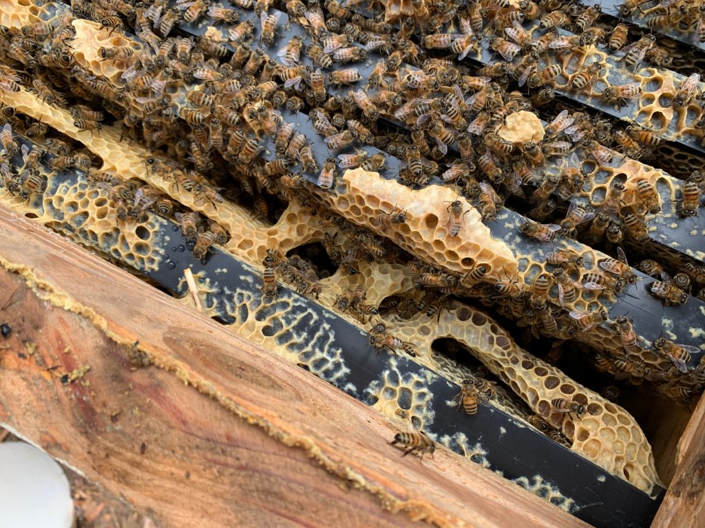 Types of Comb and What They Tell Us About Our Bees - Backyard Beekeeping